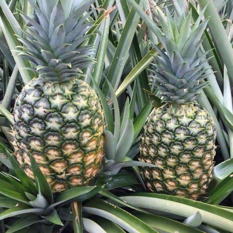 Pineapple Queen - Công Ty TNHH TMDV Chín Ngôi Sao